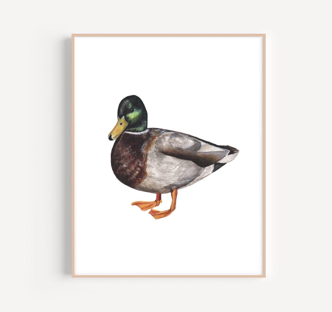 Mallard Duck, Duck Painting, Mallard Duck Art Print - Etsy