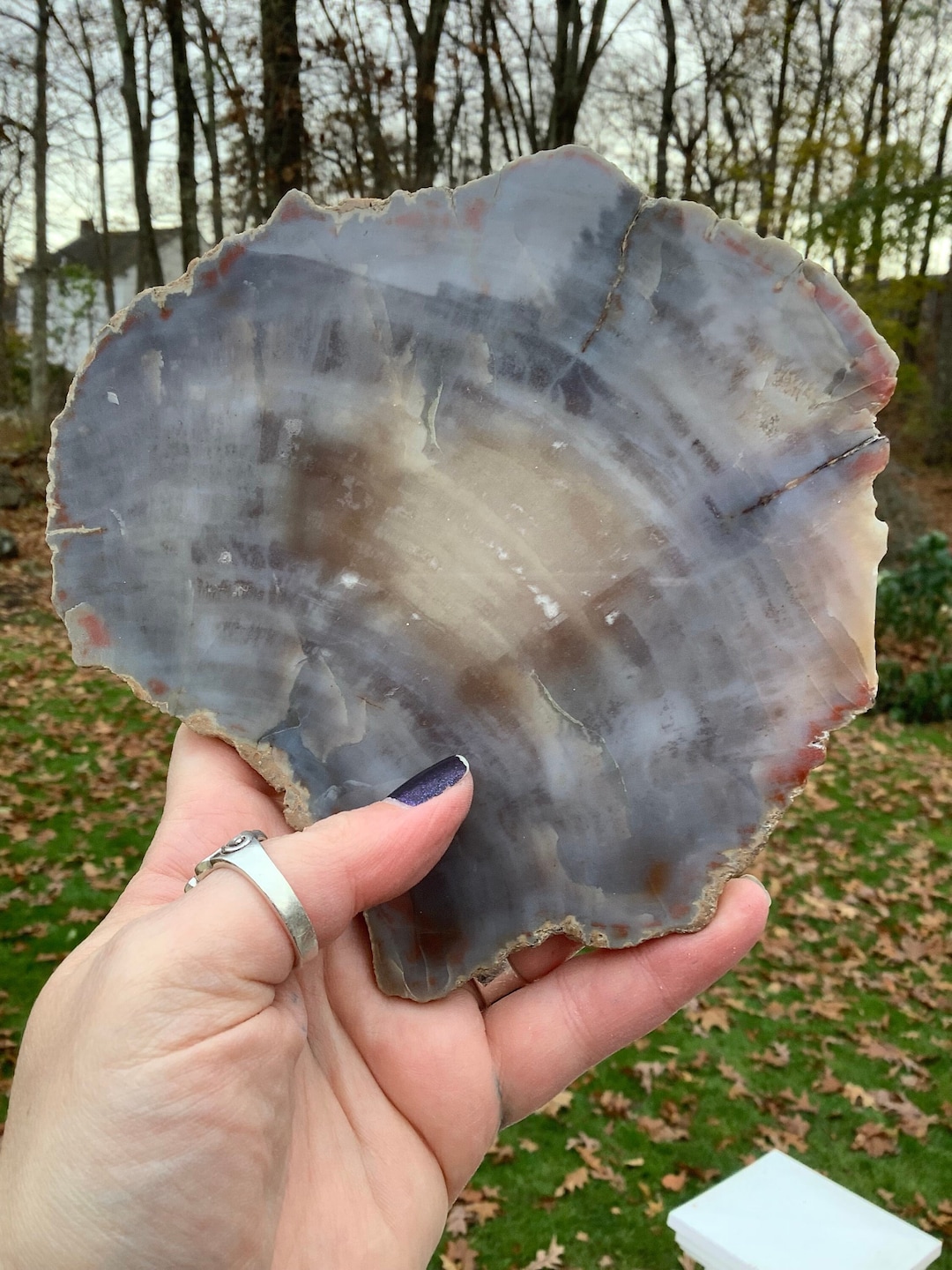 Limb Cast Slab From Arizona, Polished One One Side, With a Stand - Etsy