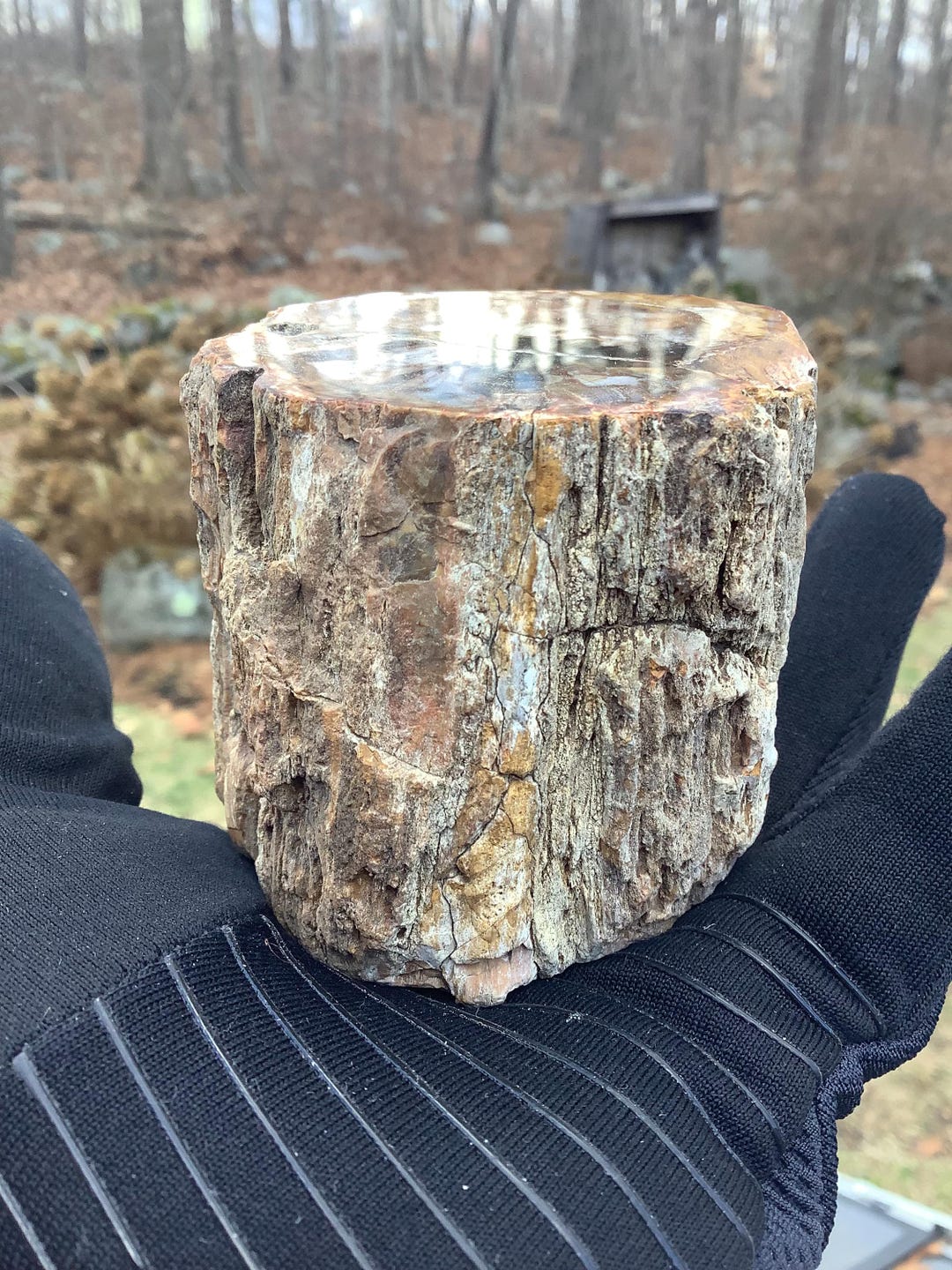 Petrified Wood Branch Section From Madagascar, Lovely Colors, Polished ...