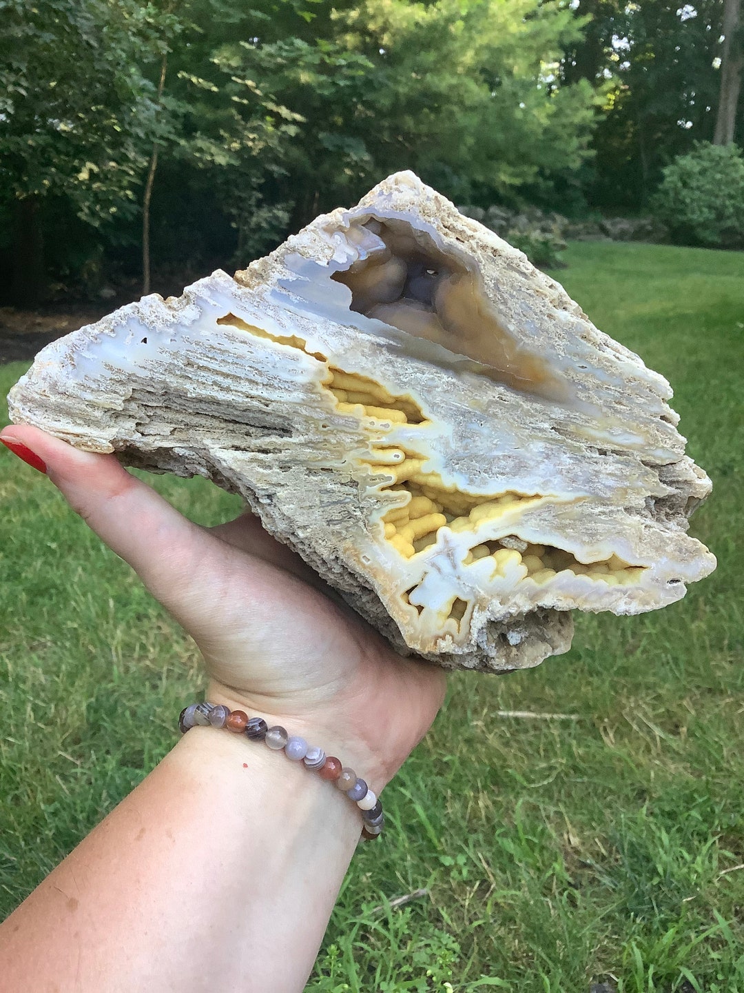 Amazing Large Agatized Coral From Florida - Etsy