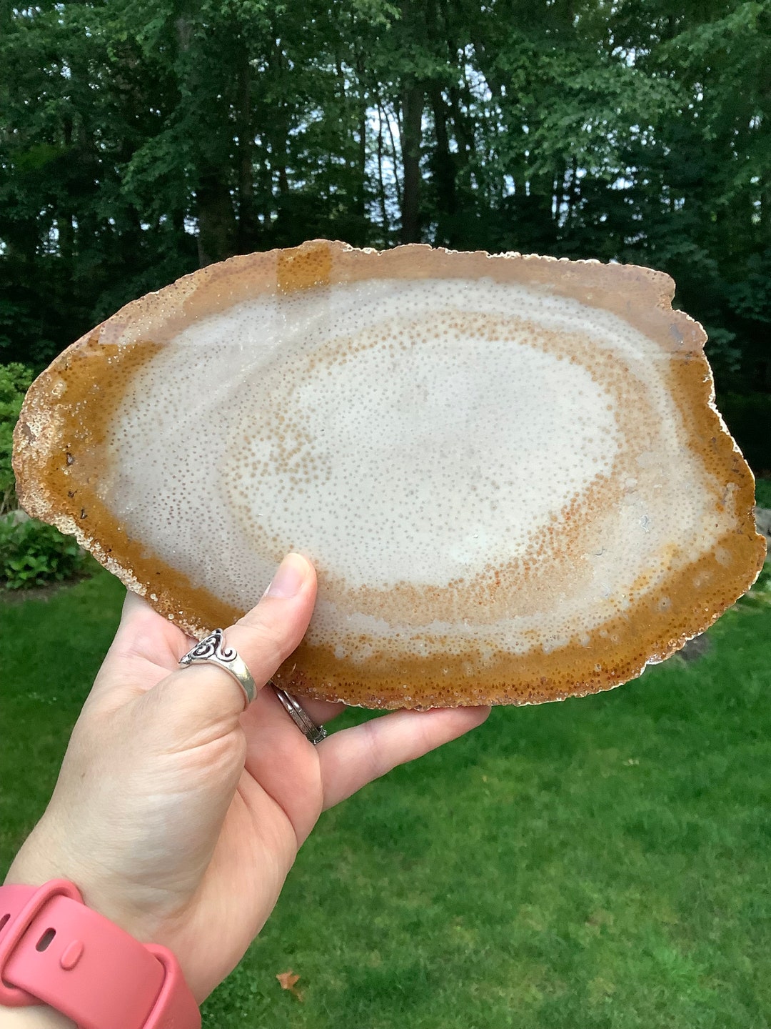 Petrified Palm Wood Slab From California, Amazing Colors, Polished One ...