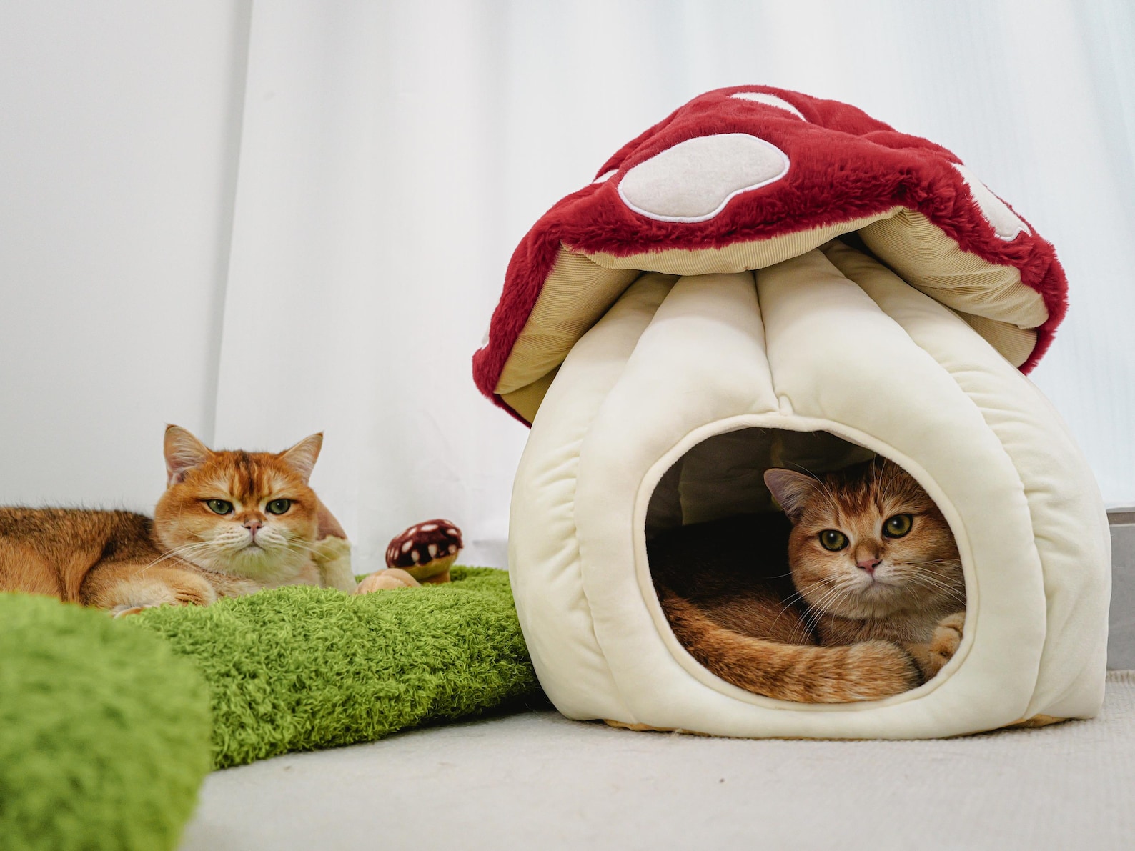 Whimsical Mushroom Cat Cave With Plush Grass Mat Cozy, Interactive Play ...