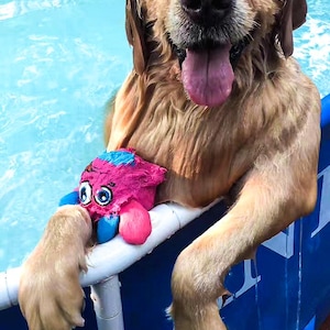 Plush Dog Toy With TPR Squeaky Ball – Q Ball I , Durable Toy for ...