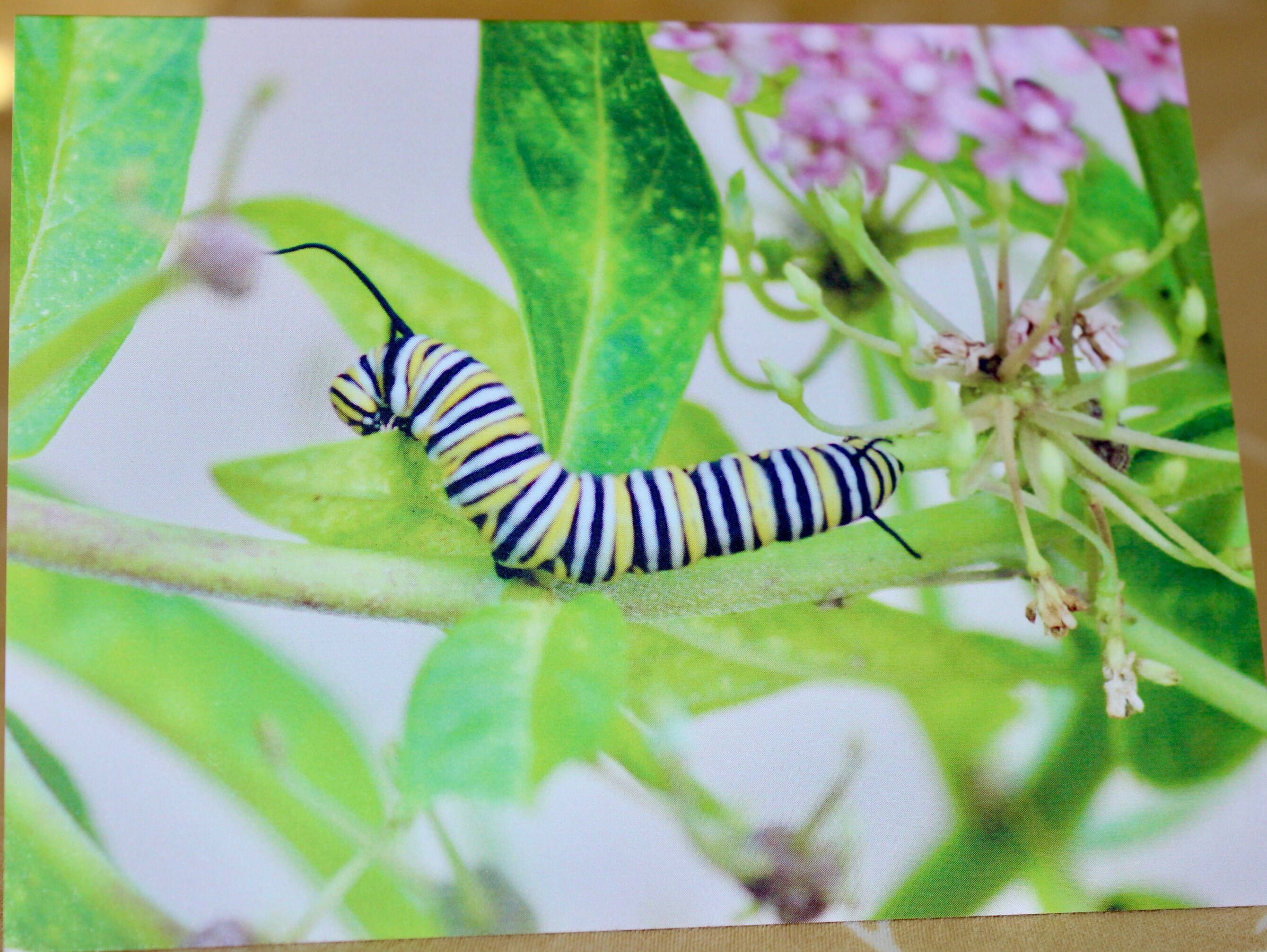 Rumi Note Card: "stages of Development" - Etsy