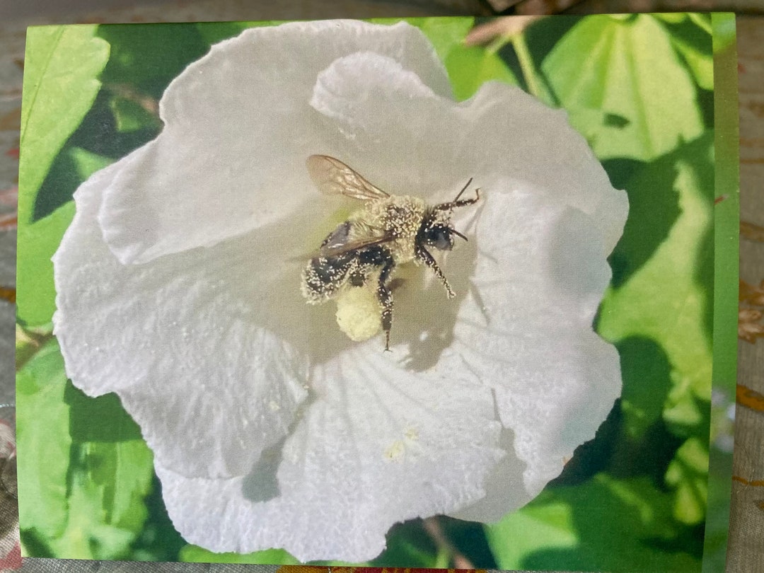 Rumi Note Card: "white Pollen" - Etsy