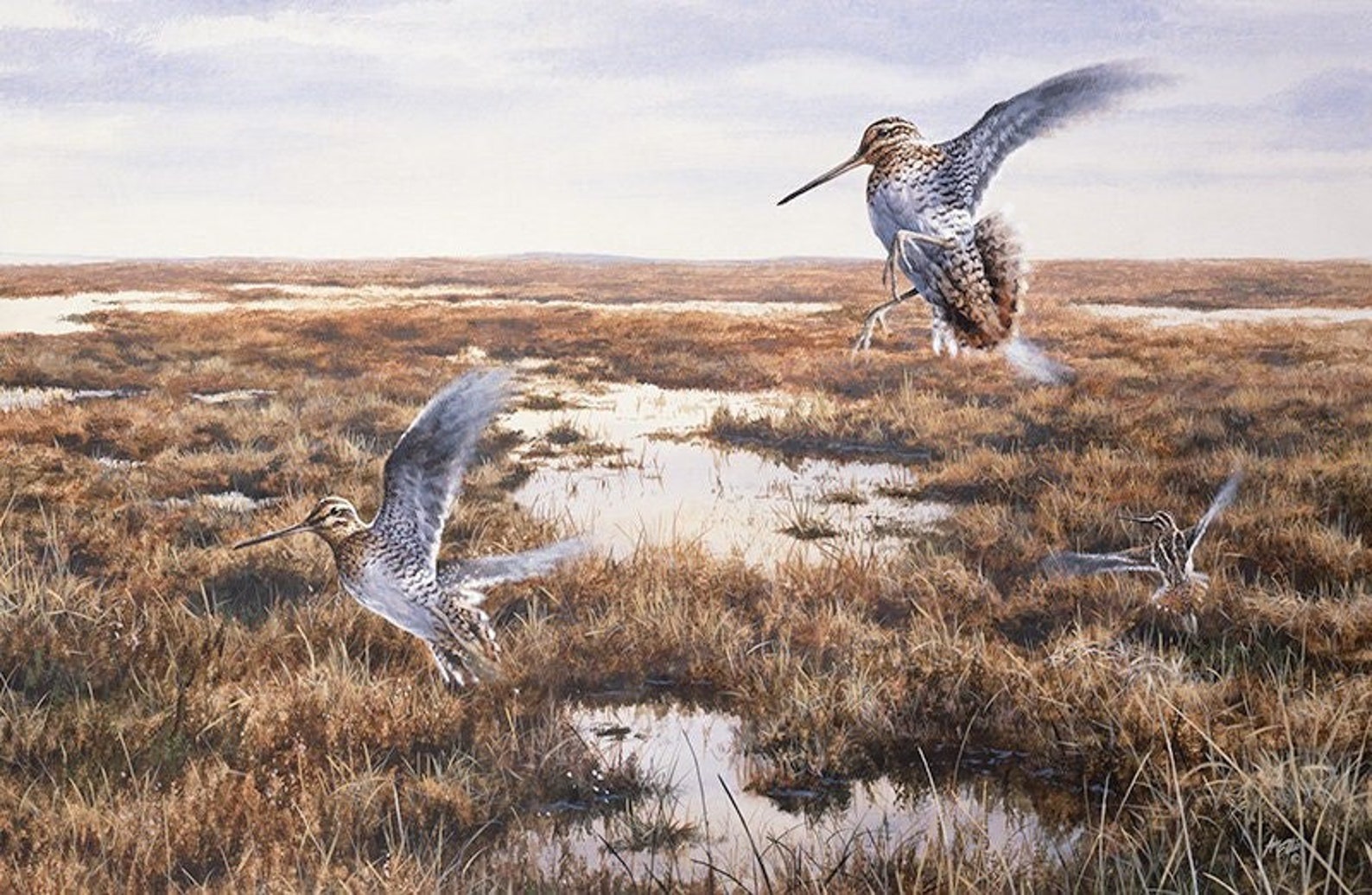 Snipe on Dartmoor, Signed Limited Edition Print by Andrew Ellis - Etsy