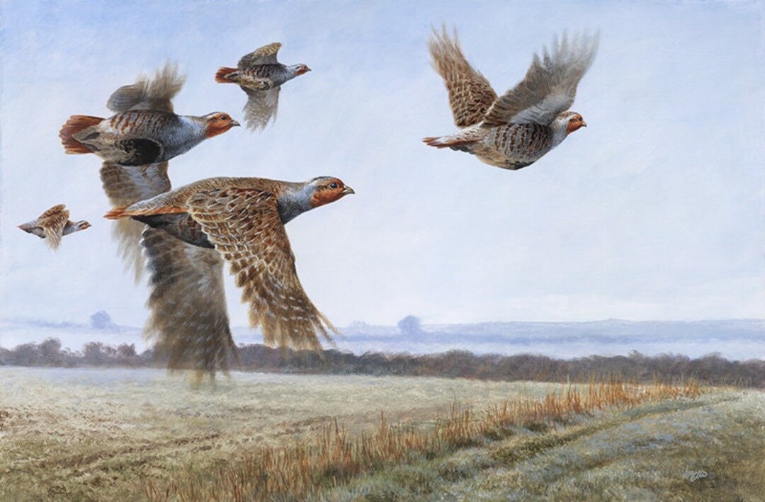 English Partridges in Flight, Limited Edition, Signed Fine Art Print by ...