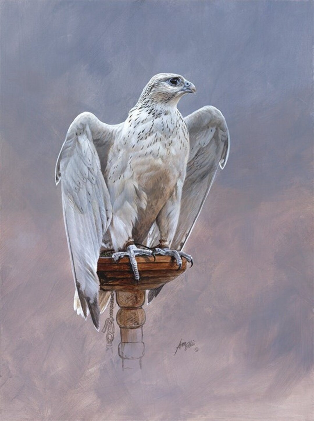 Immature White Gyr Fine Art Print by Andrew Ellis, Signed and Limited ...