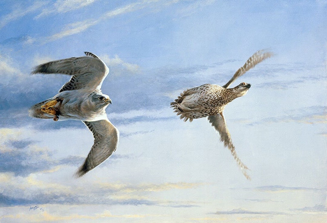 White Gyr and Sharptail Grouse, Lithographic Print by Andrew Ellis - Etsy