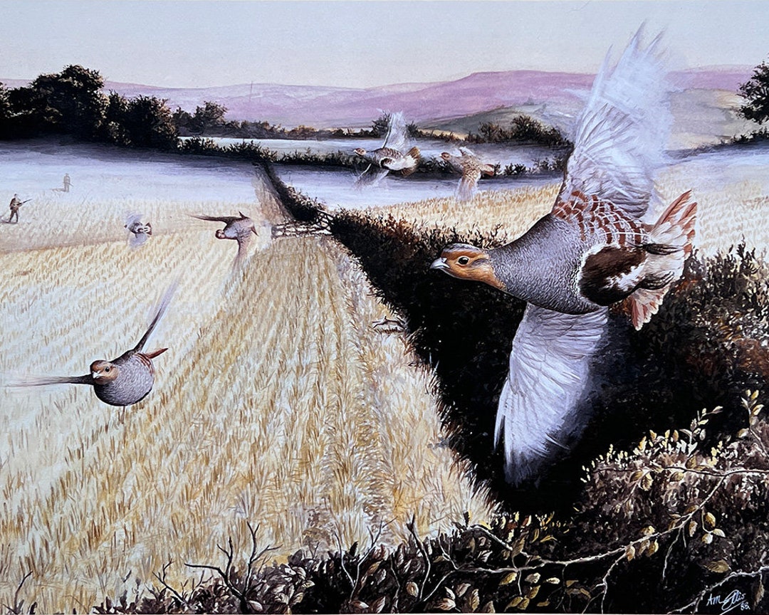 Partridge. October Morning, First Drive Over the Guns by Andrew Ellis ...