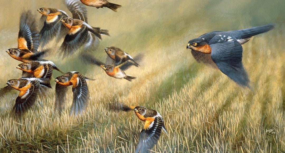 Confusion Tactics, Sparrow Hawk Chasing Bramblings, Signed Limited ...
