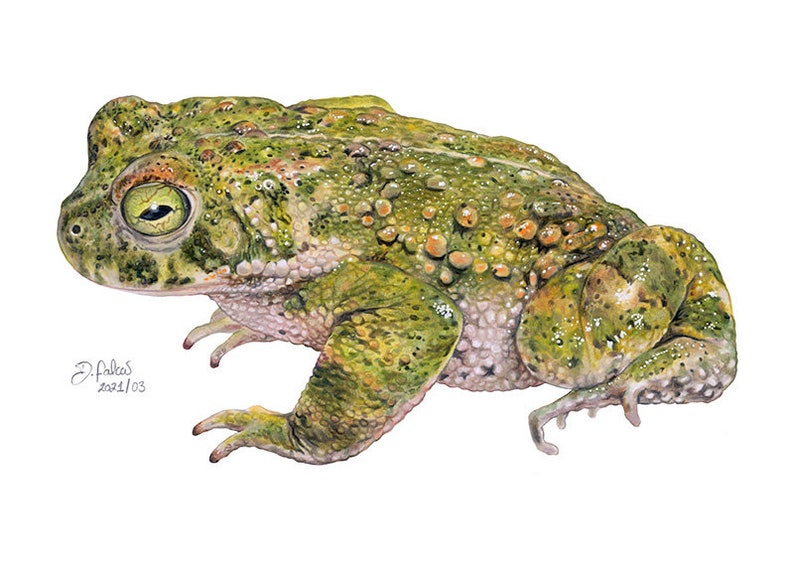 Natterjack Toad Fine Art Print by Davina Falcao - Etsy
