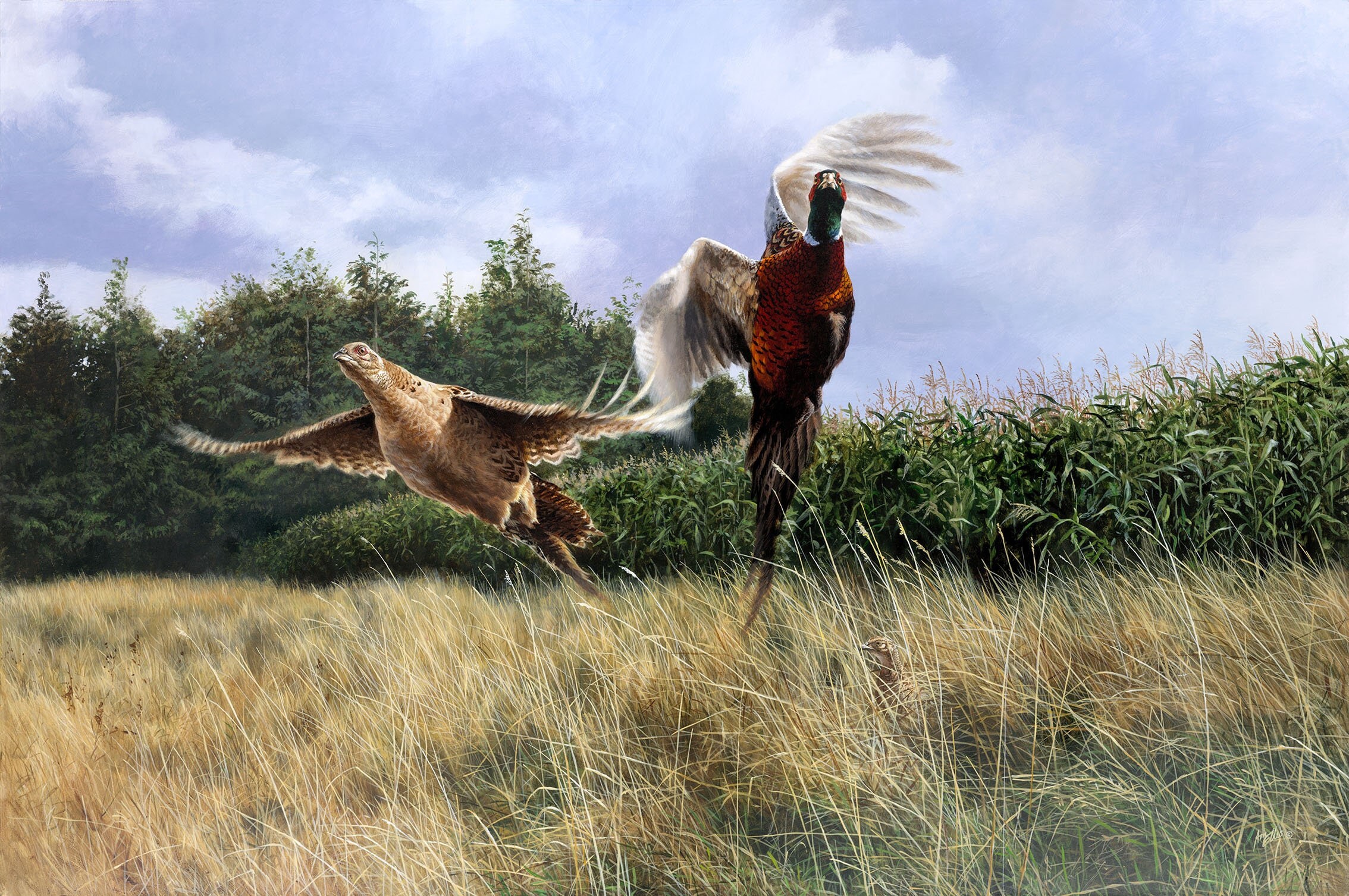 Pheasants Taking Off, Limited Edition, Signed, Fine Art Print by Andrew Ellis - Etsy