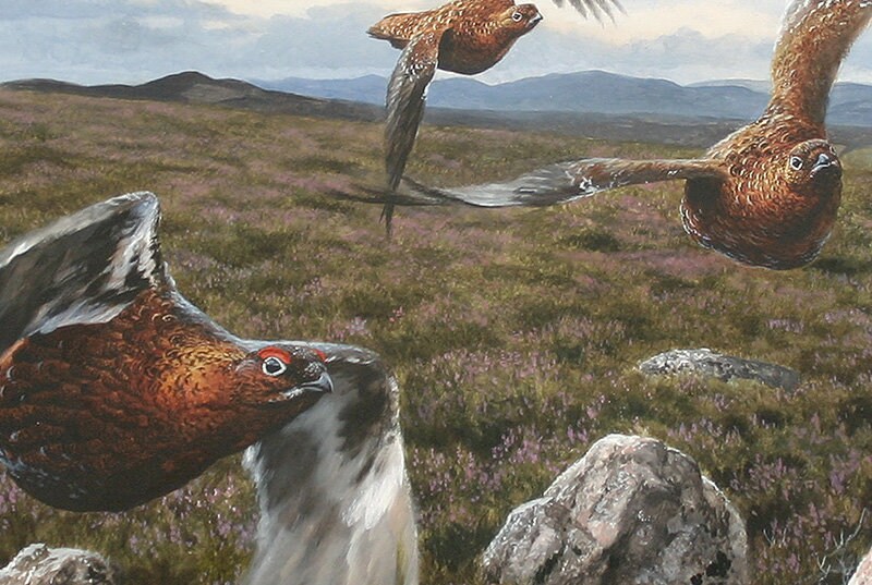 Inverness Grouse, Signed, Limited Edition Canvas by Andrew Ellis - Etsy