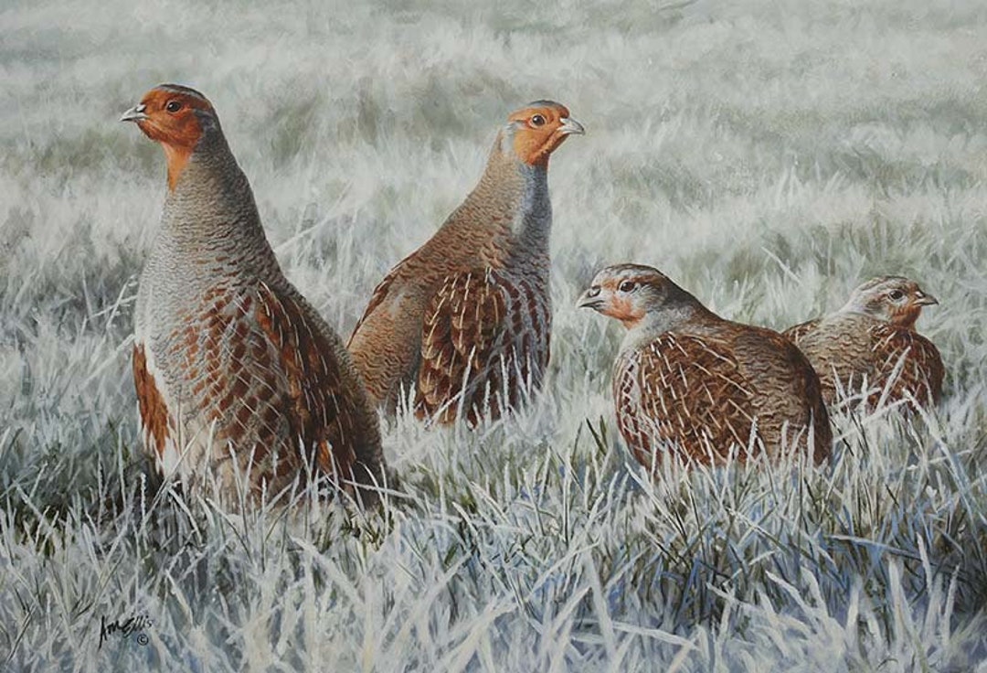 Partridge in Frost, Limited Edition, Signed Fine Art Print by Andrew ...