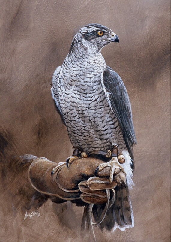 Goshawk on Fist Limited Edition Signed Fine Art Print by - Etsy