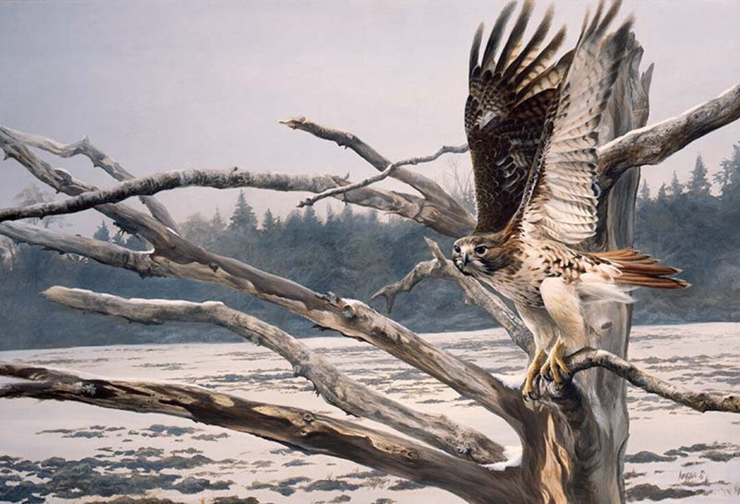 Red Tailed Hawk A5 Card & Envelope by Wildlife Artist Andrew Ellis. Red ...