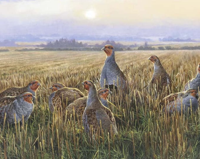 A New Day A5 Greeting Card by Wildlife Artist Andrew Ellis. Partridges ...