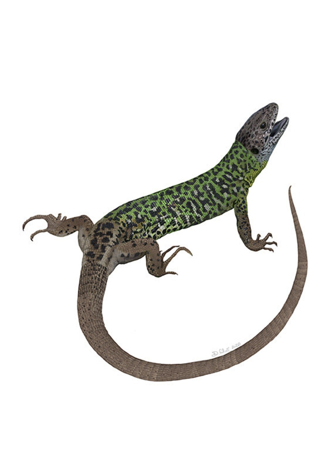 Schreiber's Green Lizard Fine Art Print by Davina Falcao - Etsy
