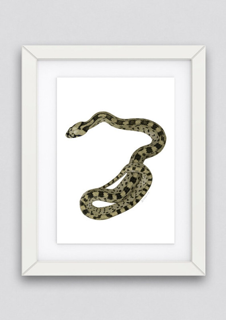 Ladder Snake Fine Art Print by Davina Falcao - Etsy