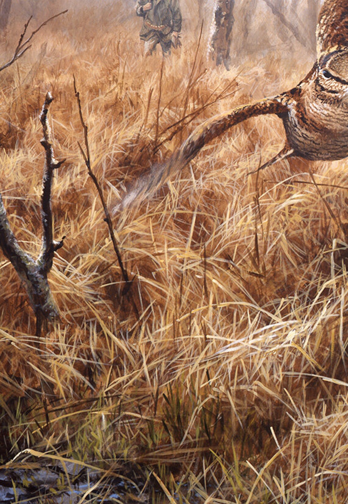 Woodcock Rising, Fine Art Canvas Print by Andrew Ellis. Signed, Limited ...