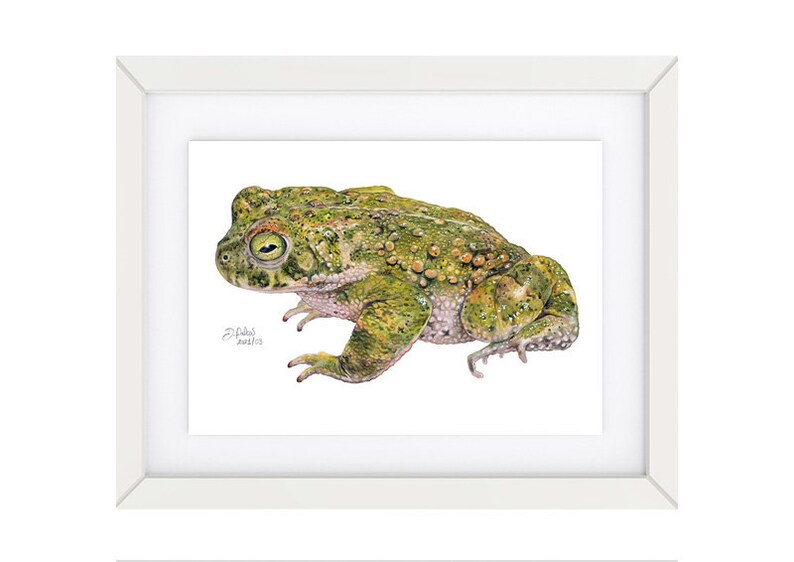 Natterjack Toad Fine Art Print by Davina Falcao - Etsy