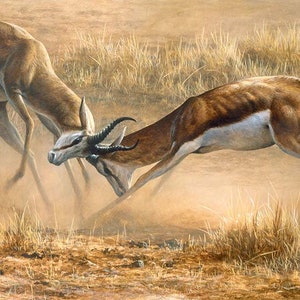 Springbok Fighting A5 Card & Envelope by Wildlife Artist Andrew Ellis ...