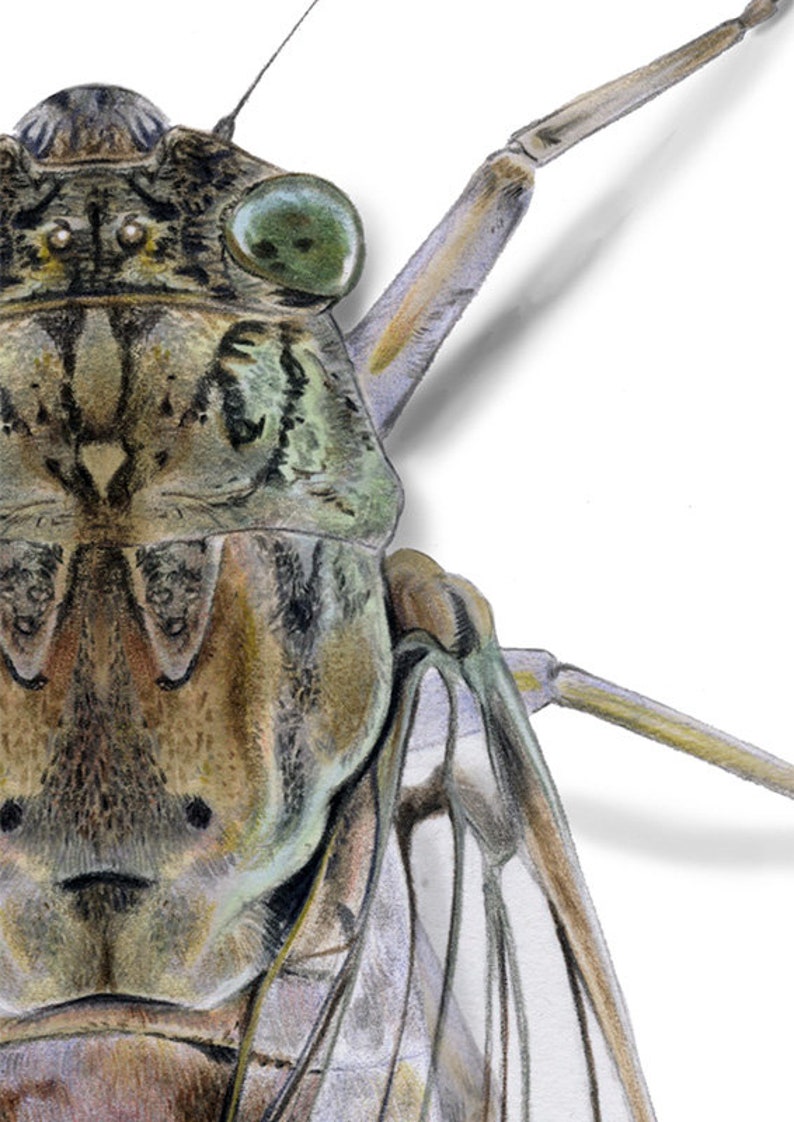 Cicada Fine Art Print by Davina Falcao - Etsy
