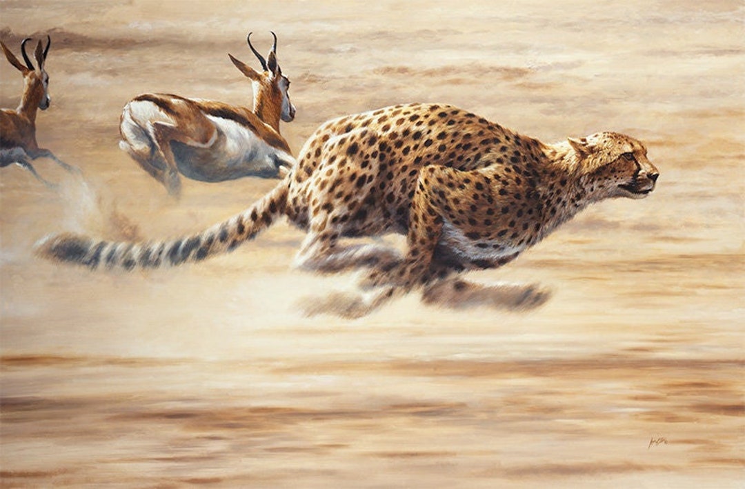 Cheetah and Springbok Limited Edition Signed Print by Andrew Ellis - Etsy