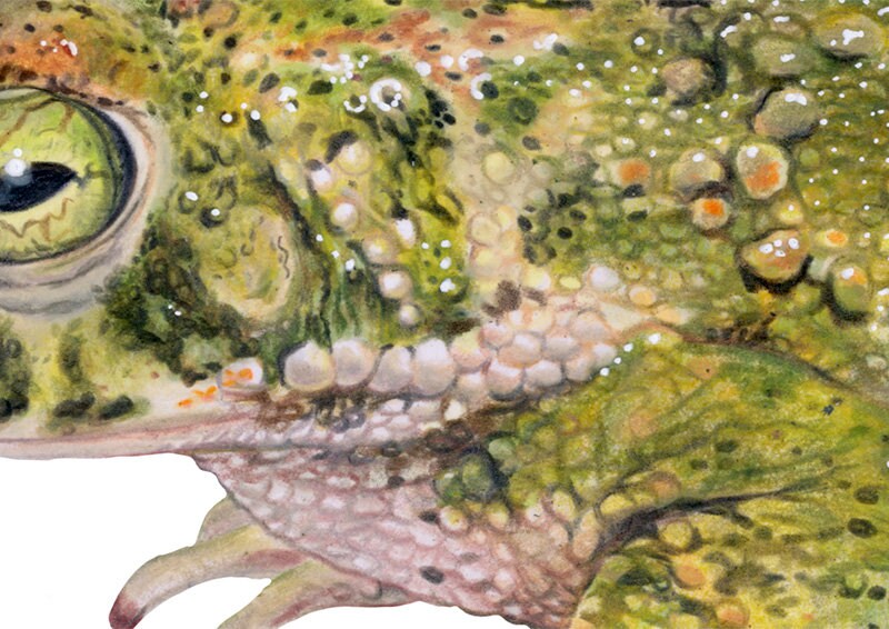 Natterjack Toad Fine Art Print by Davina Falcao - Etsy