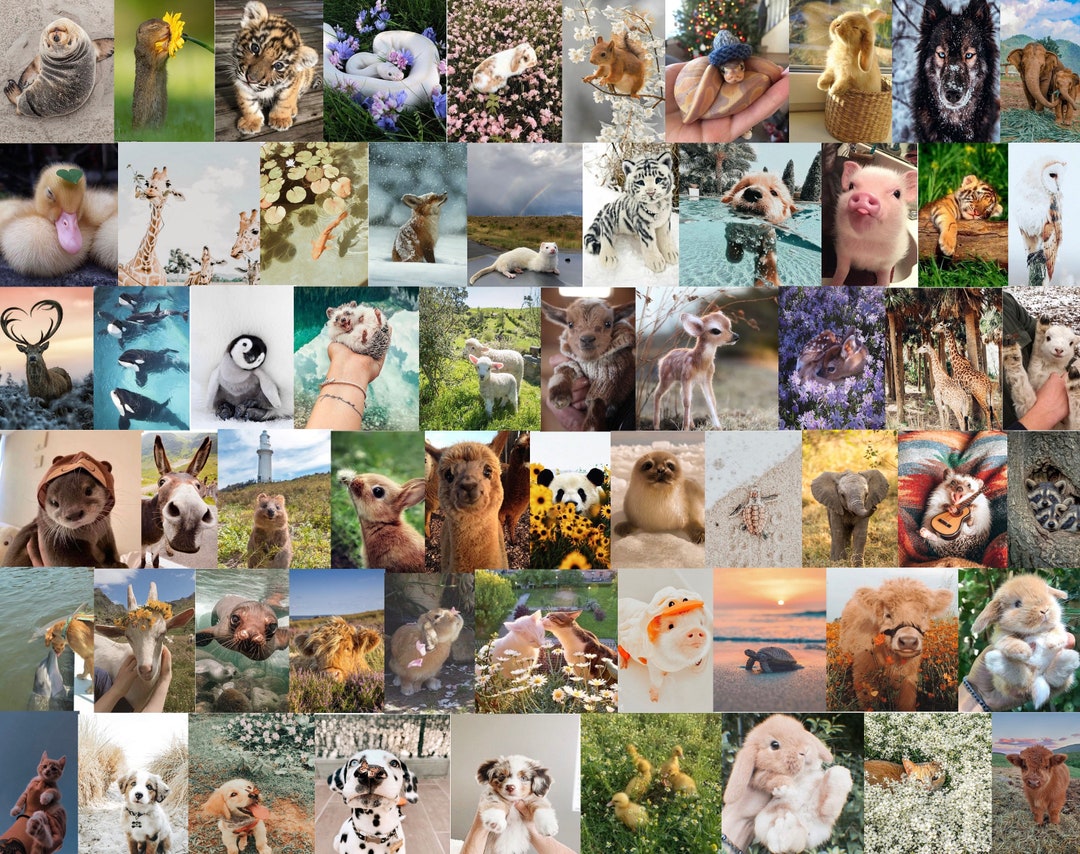 60pcs Animal Photo Wall Collage Kit Aesthetic, Animal Zoo Trendy ...