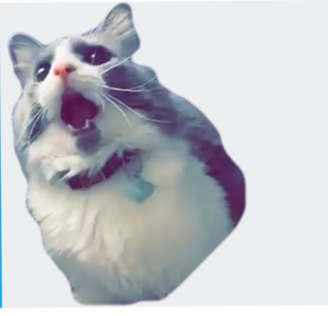 Shocked Kitty - Etsy