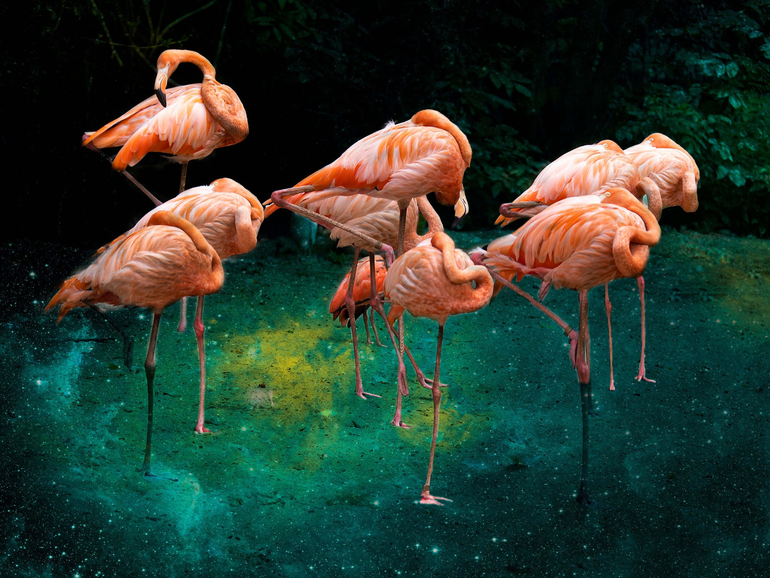 Flamingos In The Wild