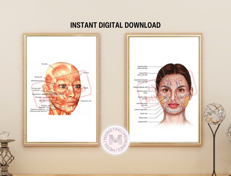 2 X A4 Instant Downloads - Facial Muscles & Facial Veins Posters ...