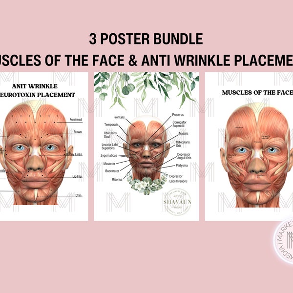 Aesthetics Face Anatomy - Etsy UK