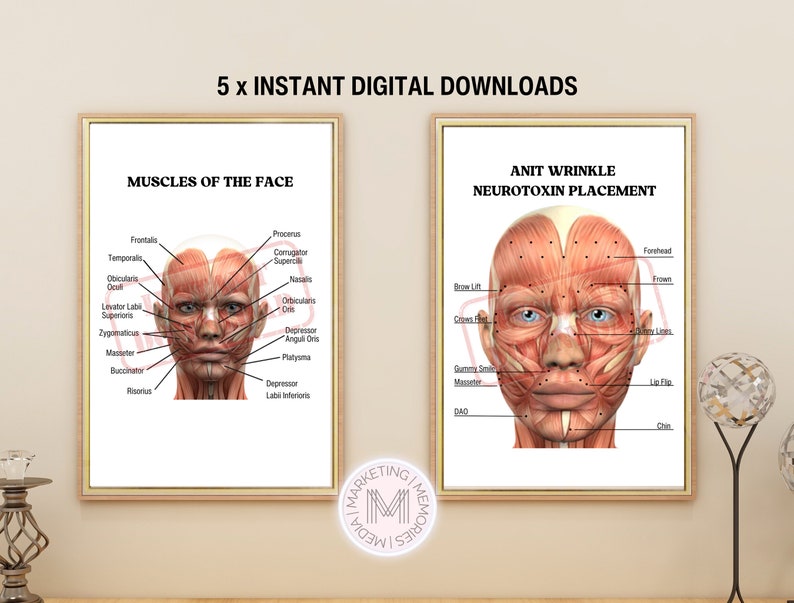 Bundle of 3 Aesthetics Posters, Botox Placement, Anti-wrinkle, Muscles ...