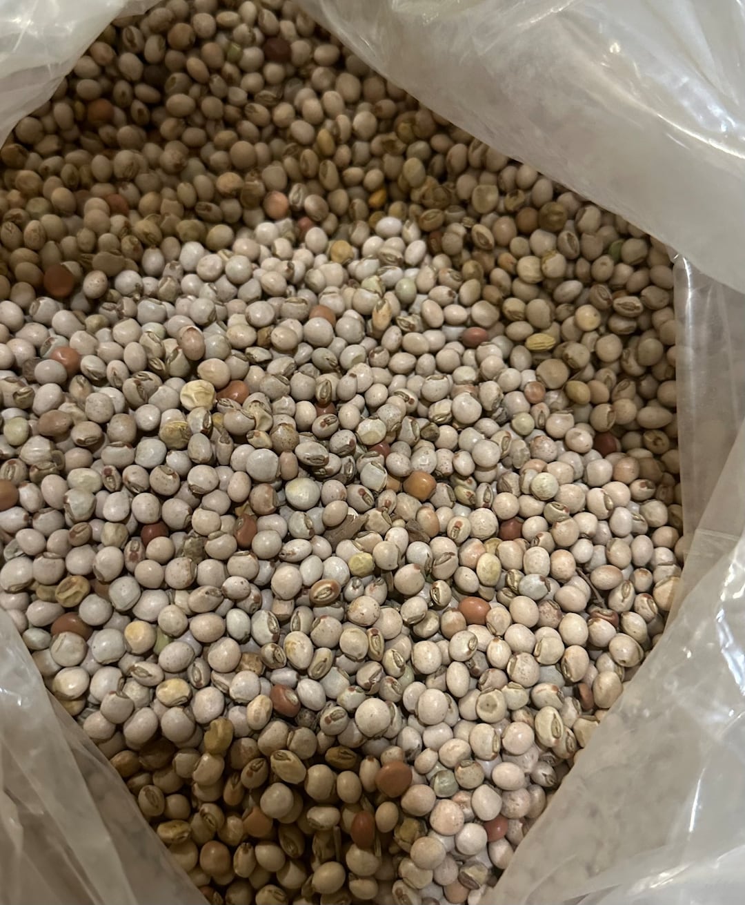 Olele / Local Beans / Native Beans - Etsy