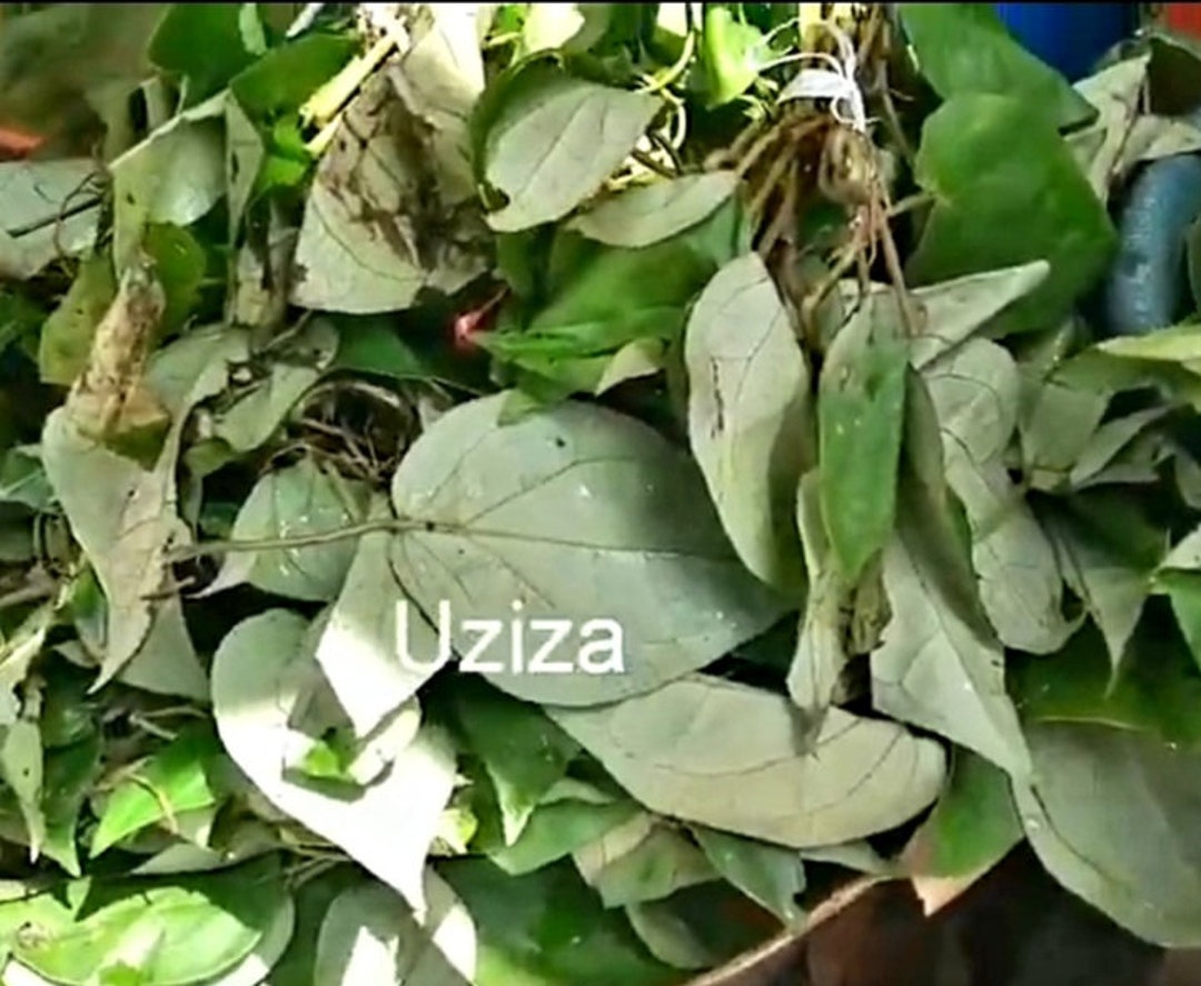 Dried Uziza Leaves - Etsy