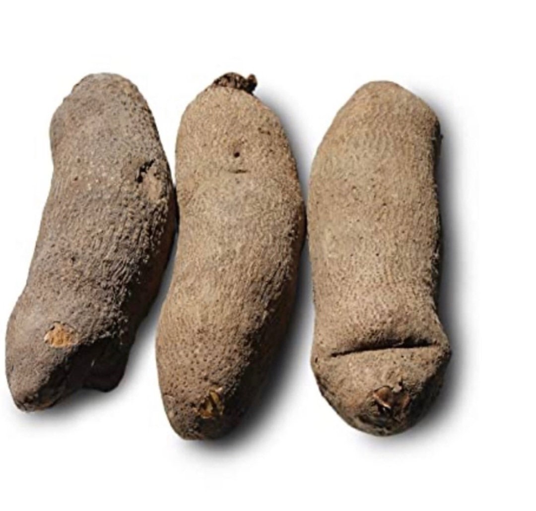 Ghana Yam / White Yam/ghana Sweet Yam(1 Tuber) - Etsy