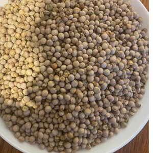 Olele / Local Beans / Native Beans - Etsy