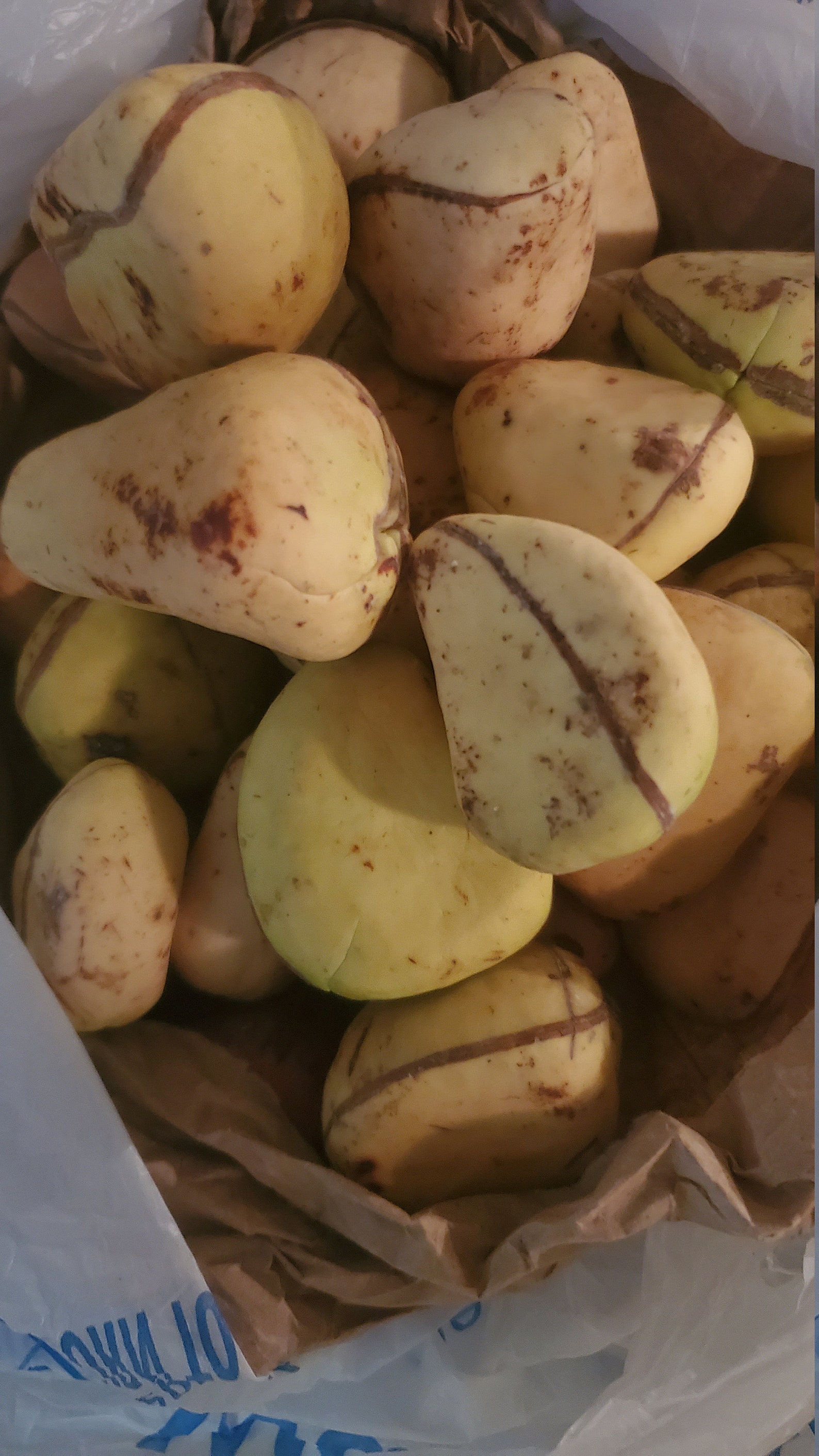 White Kola Nuts/ 5 Pieces - Etsy