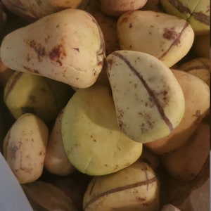 White Kola Nuts/ 5 Pieces - Etsy