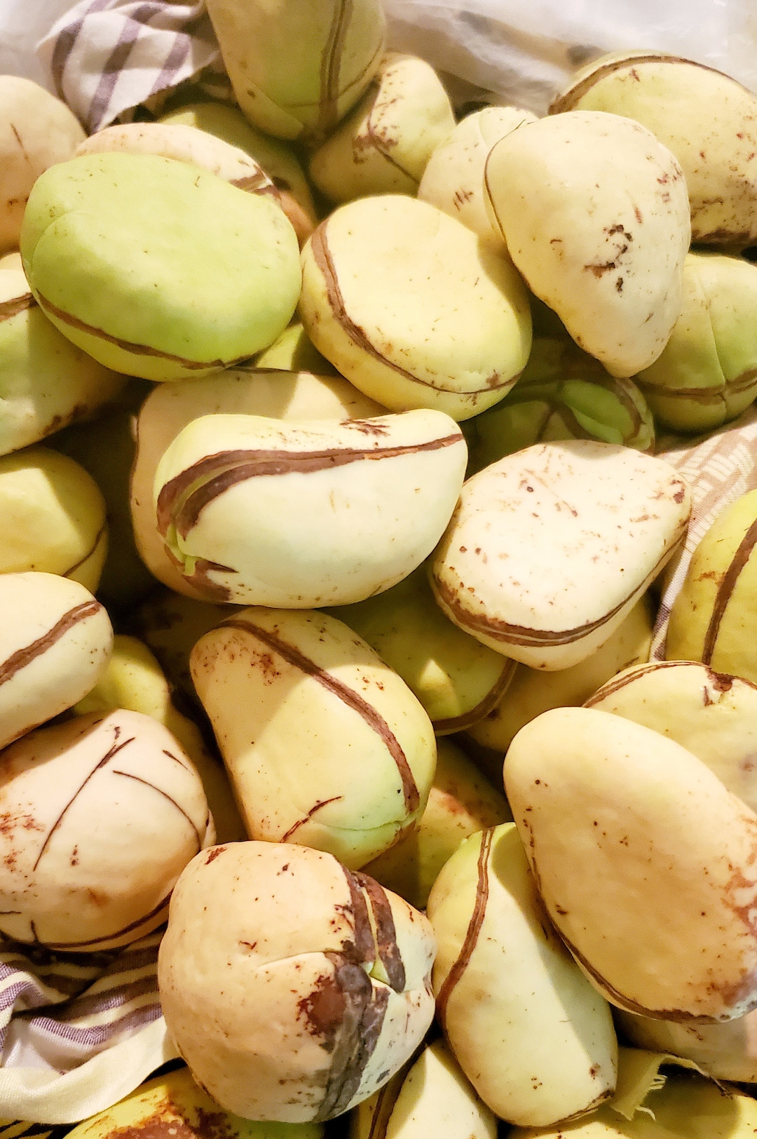 All White Kola Nuts - Etsy