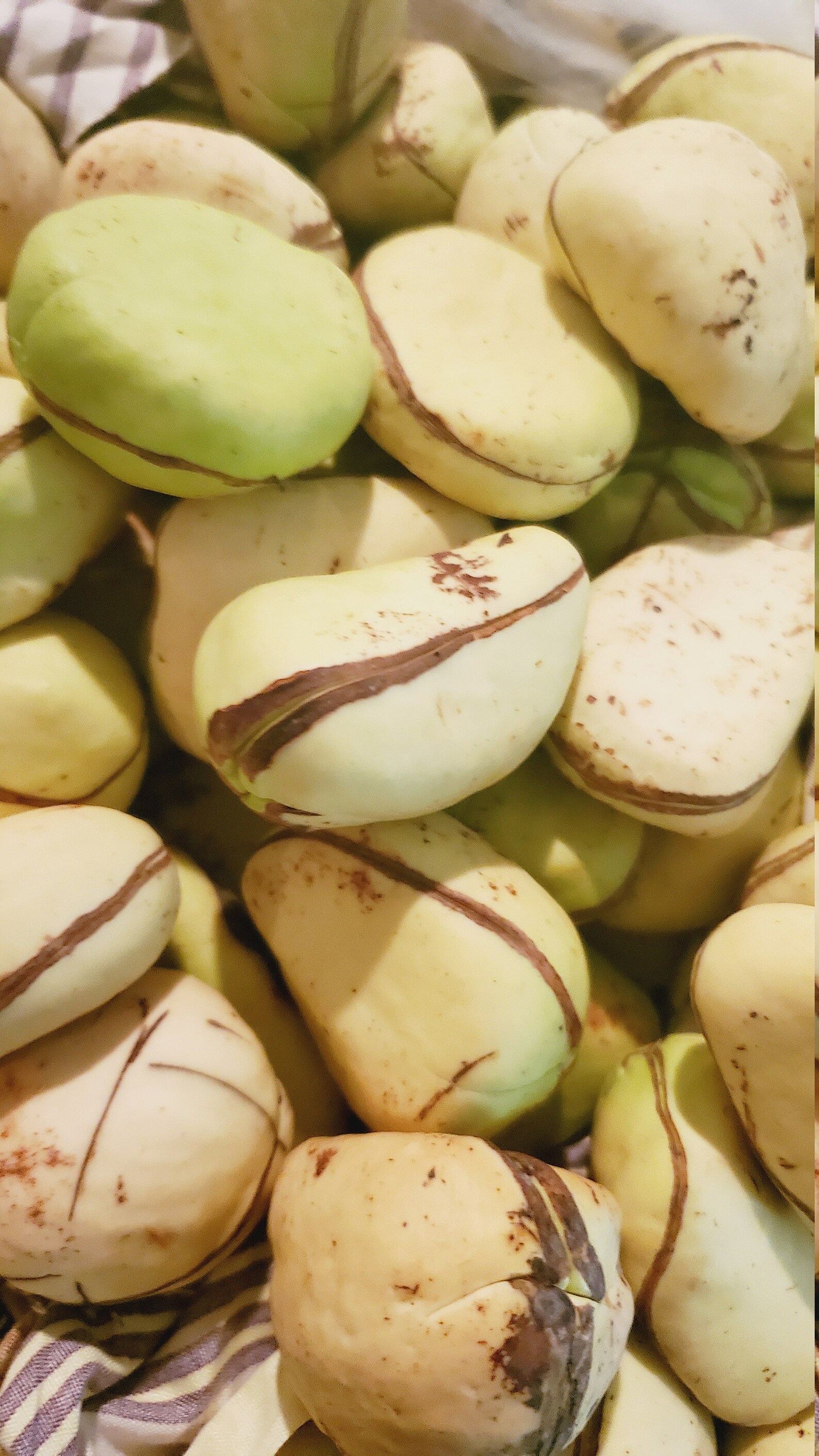 White Kola Nuts/ 1lbs - Etsy