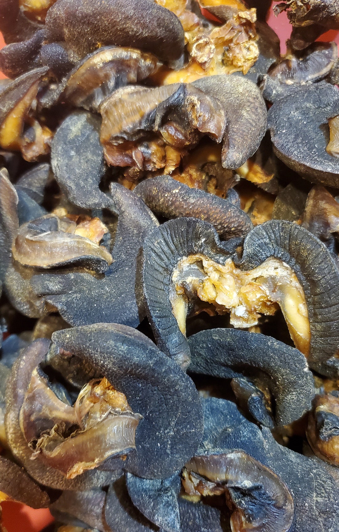 Oven Dried Snail/ready to Ship(5 Pieces - Etsy