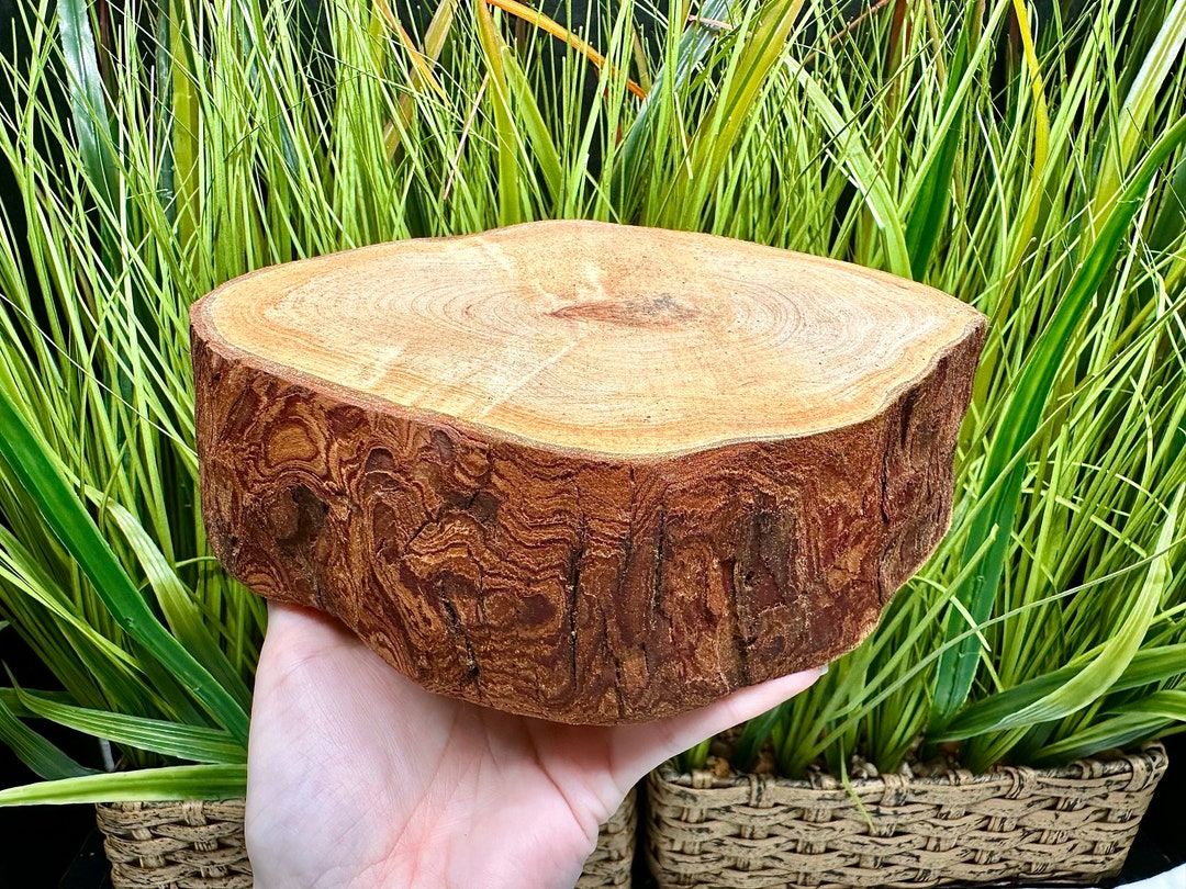 Wood Pedestal Wood Riser Natural Wood Display Stand Louisiana Bald ...