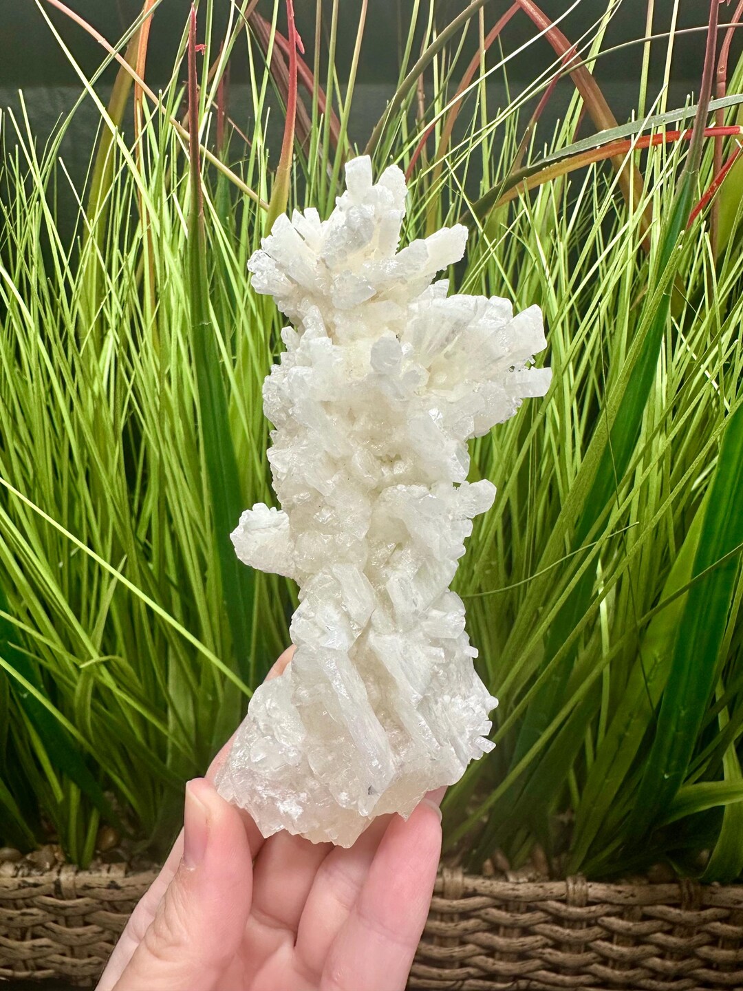 Bizarre Selenite Gypsum Crystal 4.9 Mexico White Gypsum Crystal White ...