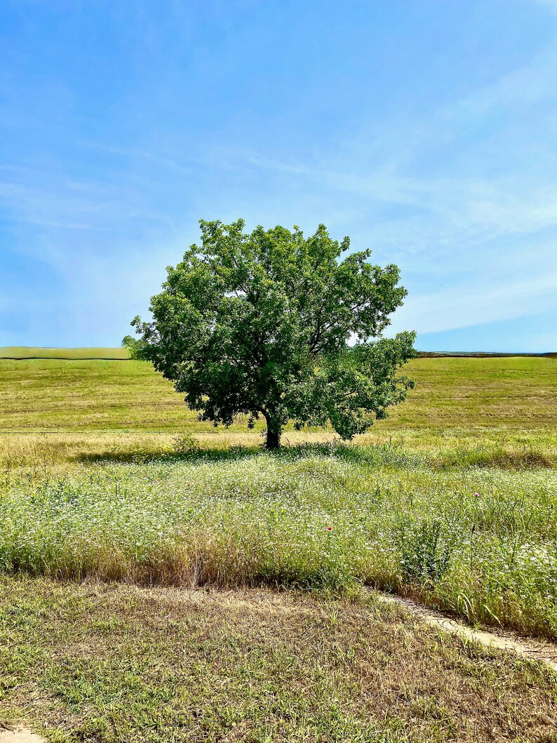 Tree in a Field Digital Download Photo Print Wallpaper Background - Etsy