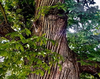 Unique Tree Trunk Digital Download Print Wallpaper Background - Etsy