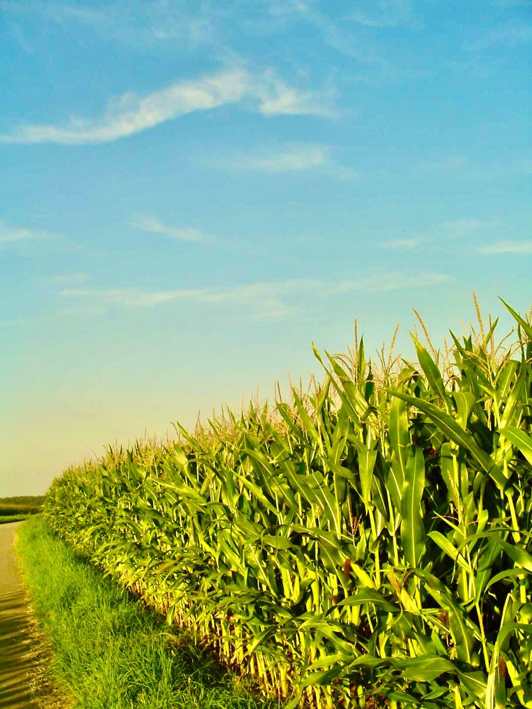 Cornfield Digital Download Photo Print Wallpaper Background - Etsy